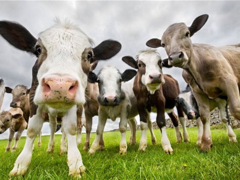 Tips on Cell Grazing Cattle - Renay Lavel - Simbi