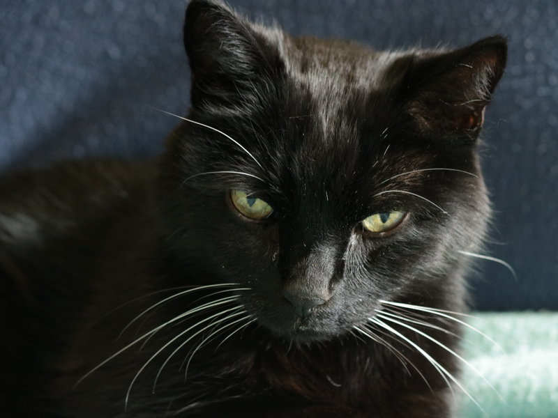 Portrait Photography - Britt Ross - Simbi